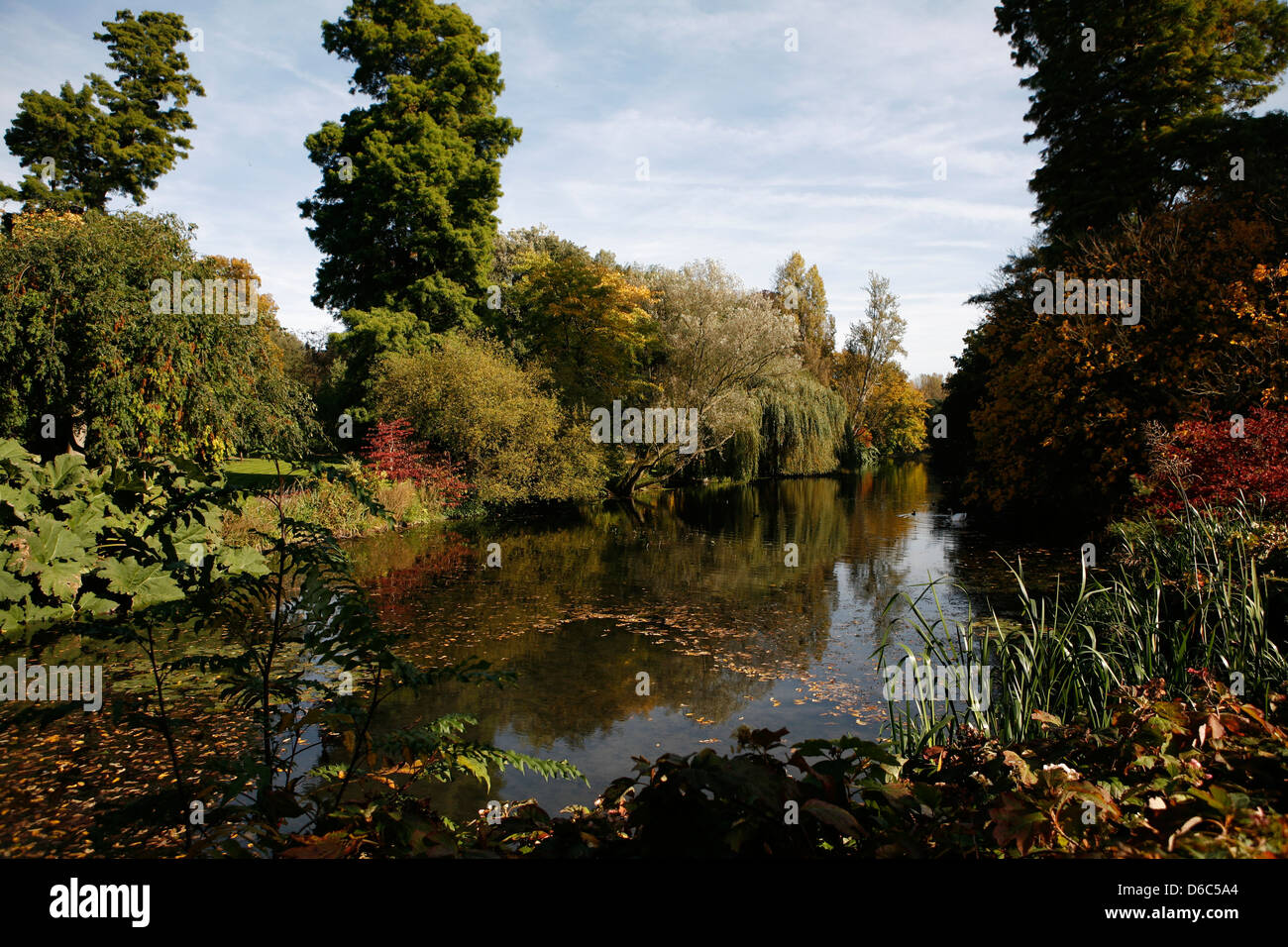 Large English pond in summer Stock Photo - Alamy