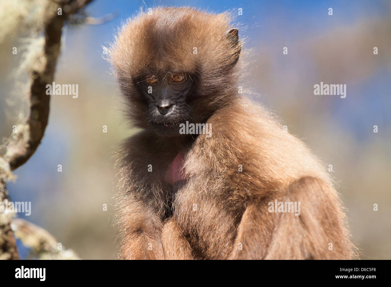 Baby Gelada baboon (Theropithecus Gelada), North Ethiopia Stock Photo ...