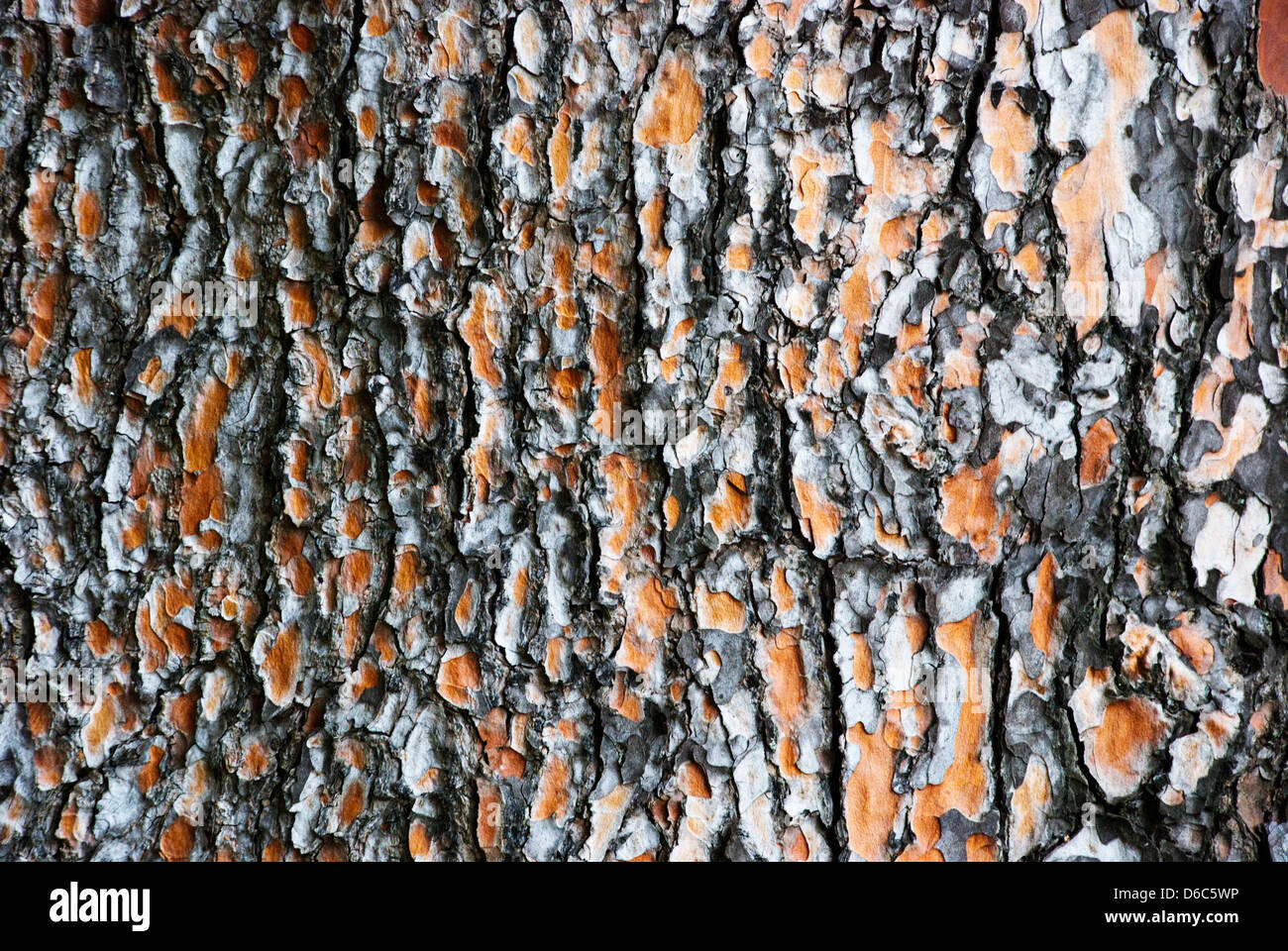 Wooden bark background Stock Photo - Alamy