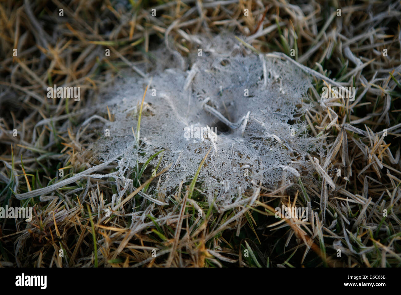 Funnel web hi-res stock photography and images - Alamy