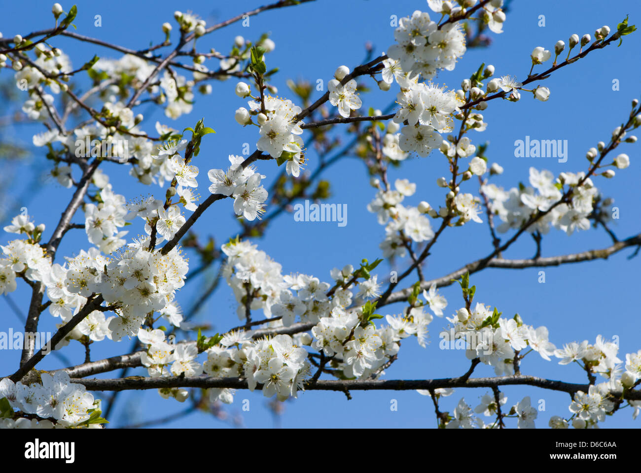 wonderful flowering tree Stock Photo - Alamy