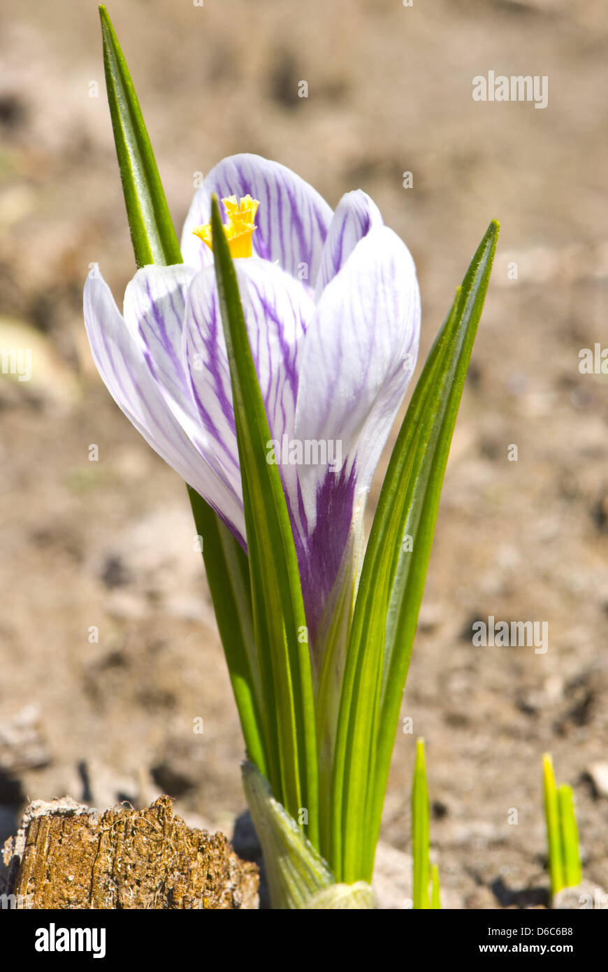 Beautiful spring flower Stock Photo - Alamy