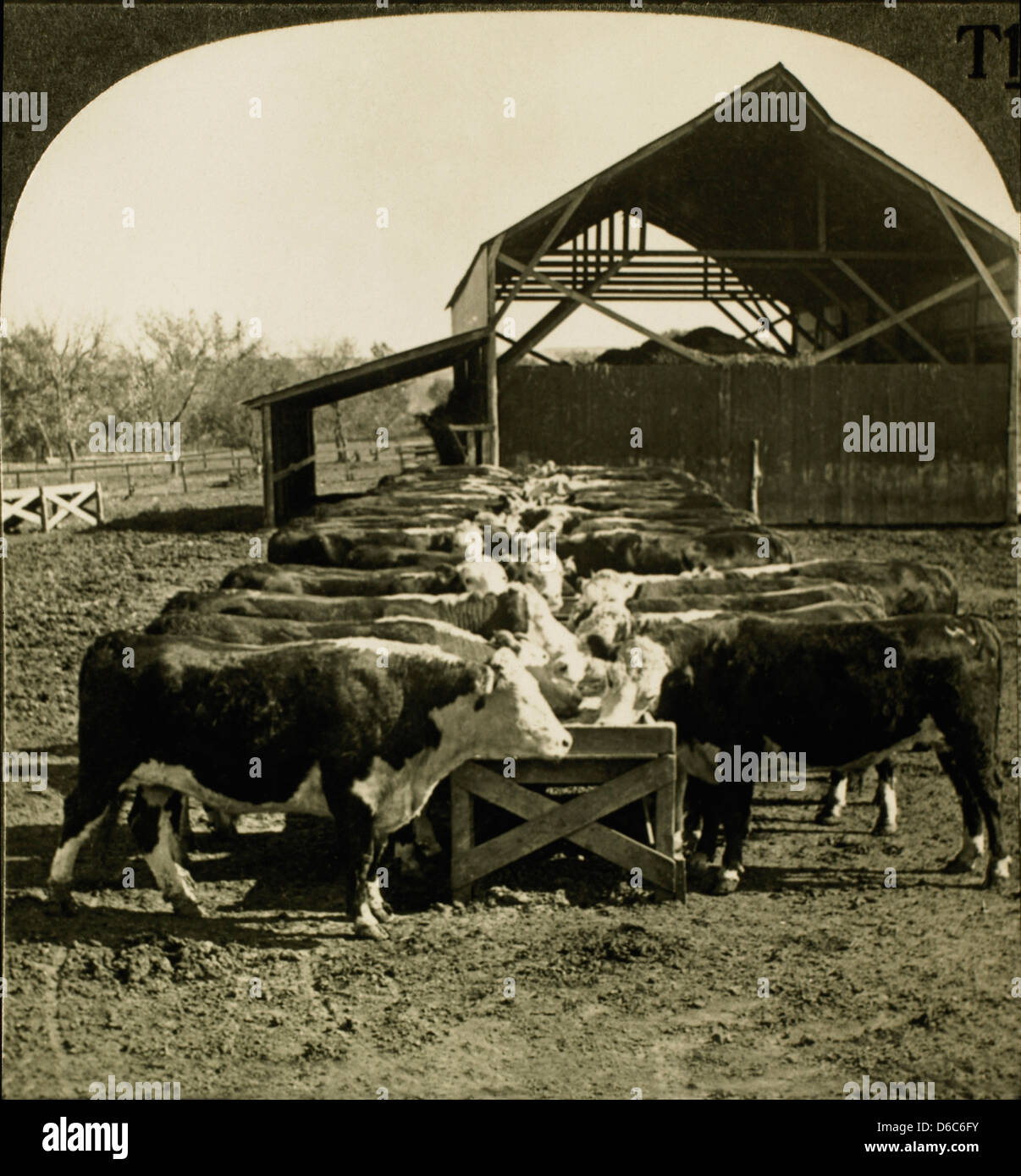 Historical cattle industry hi-res stock photography and images - Alamy
