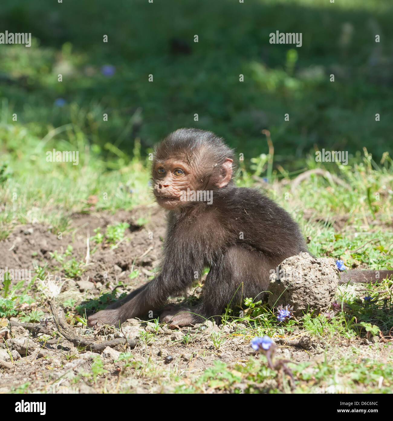 Baby Gelada baboon (Theropithecus Gelada), North Ethiopia Stock Photo ...