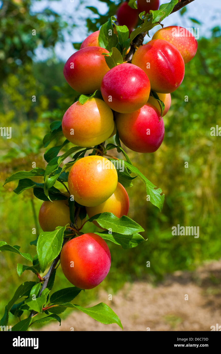 Excellent fruits of plum tree Stock Photo - Alamy