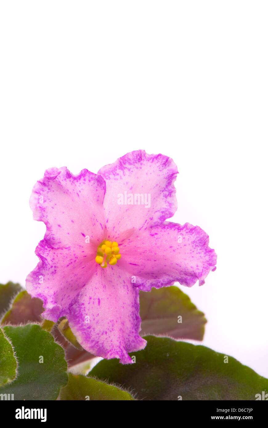 Fresh violets isolated on white background Stock Photo - Alamy