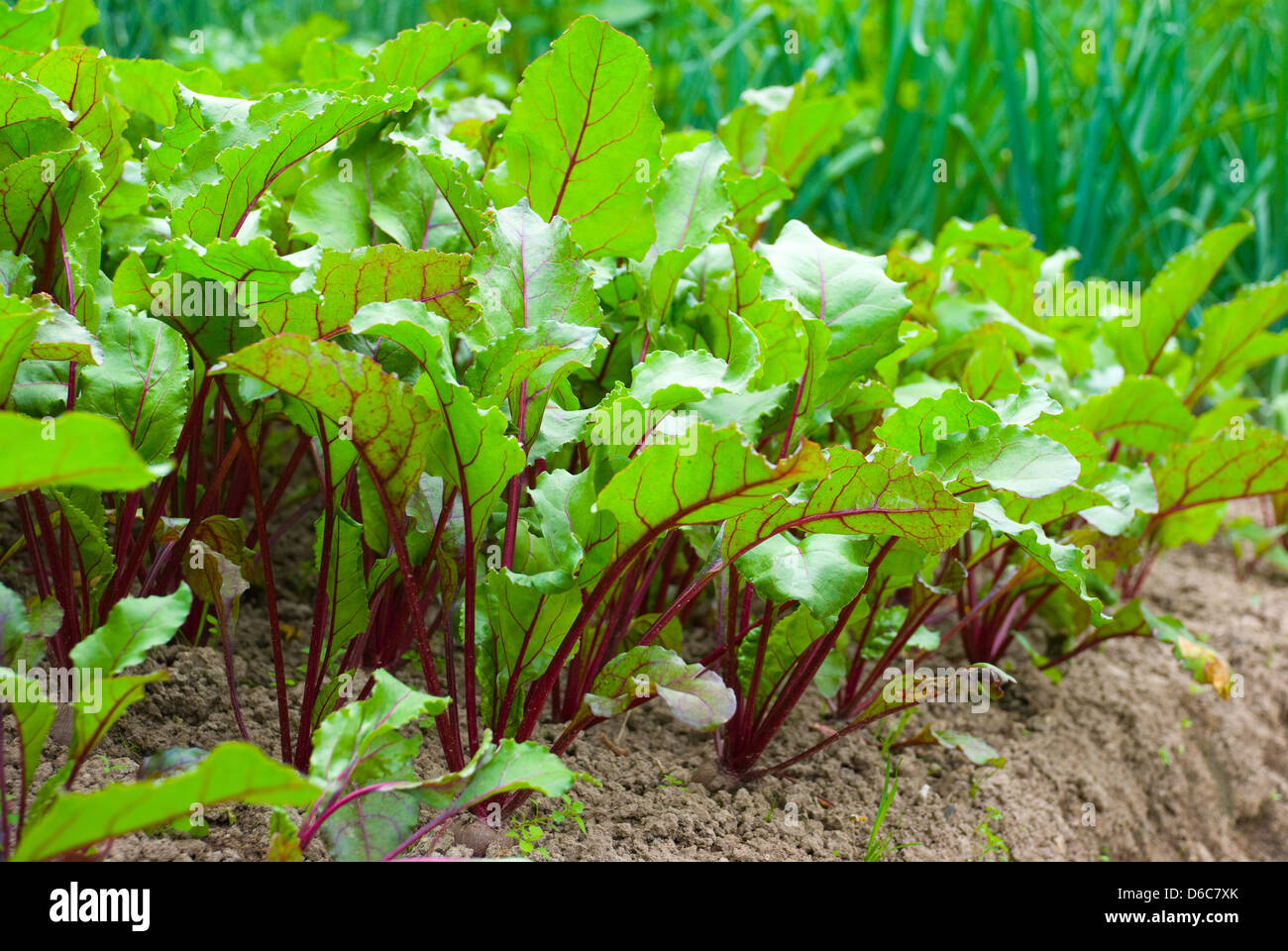 Beetroot plants in garden Stock Photo - Alamy