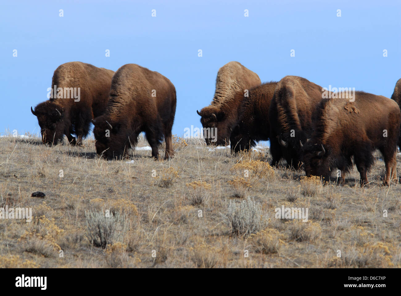 Yellowstone bison herd hi-res stock photography and images - Alamy