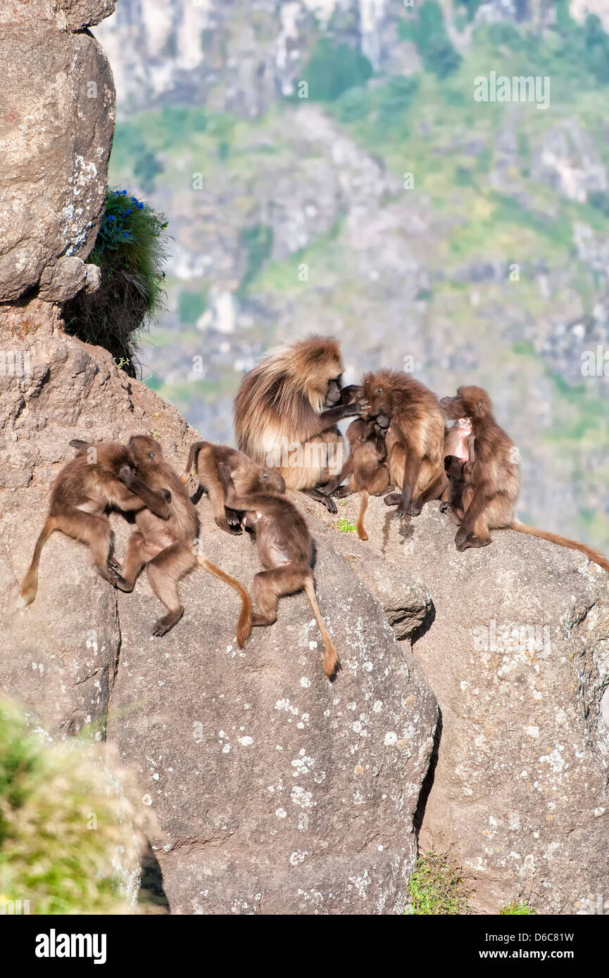 Gelada baboons (Theropithecus Gelada) on a cliff, North Ethiopia Stock ...