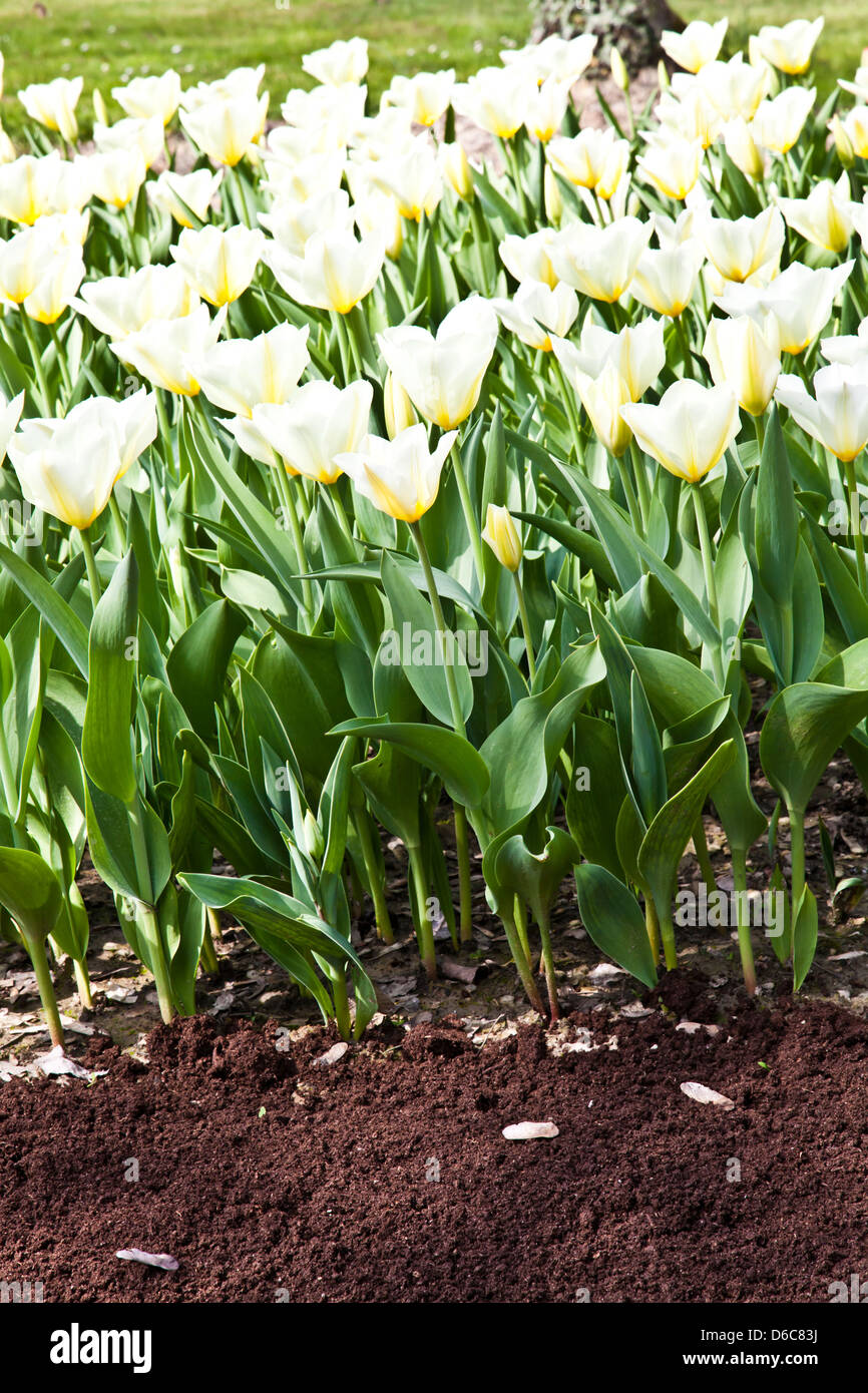 Tulips - Jaap Groot varieties Stock Photo - Alamy