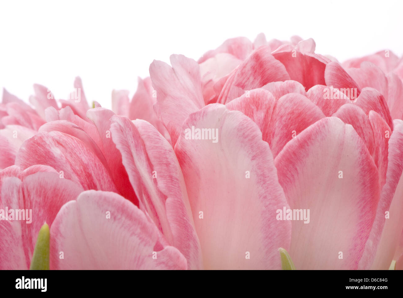 Macro of tulips hi-res stock photography and images - Alamy