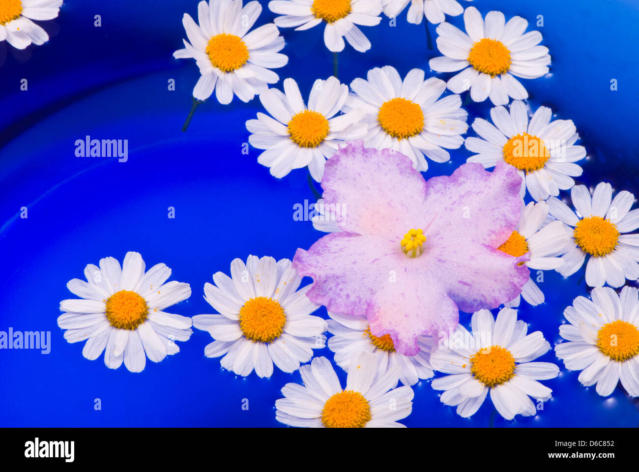 Camomile camomiles hi-res stock photography and images - Alamy