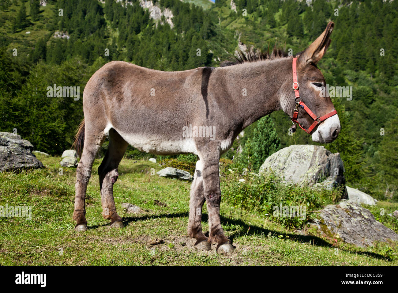 Donkey on Italian Alps Stock Photo - Alamy