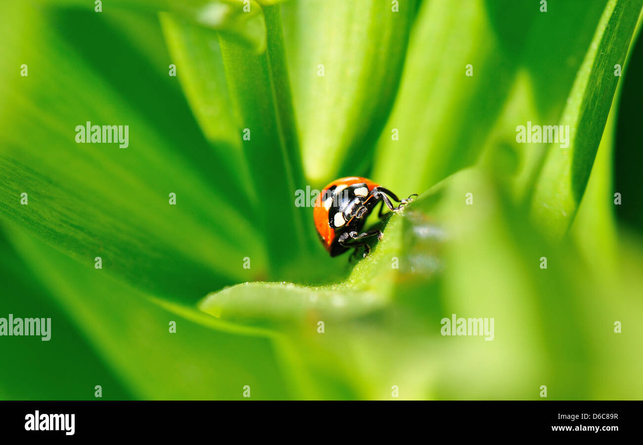 Black and white ladybug hi-res stock photography and images - Alamy