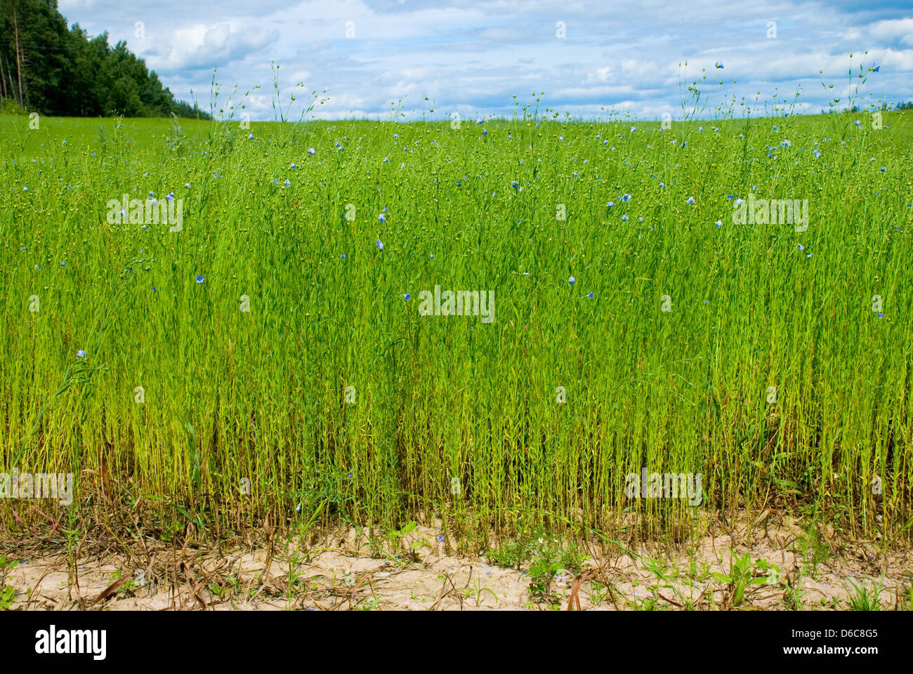 Beautiful flax field Stock Photo - Alamy