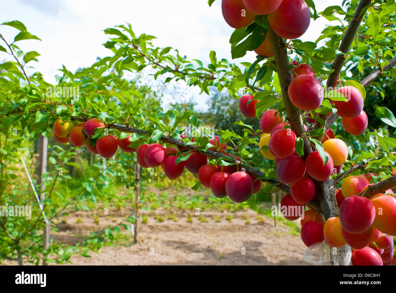 Plum tree fruits red hi-res stock photography and images - Alamy