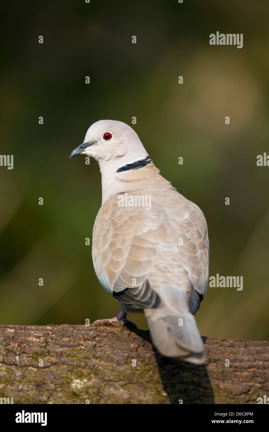 Collared dove hi-res stock photography and images - Alamy
