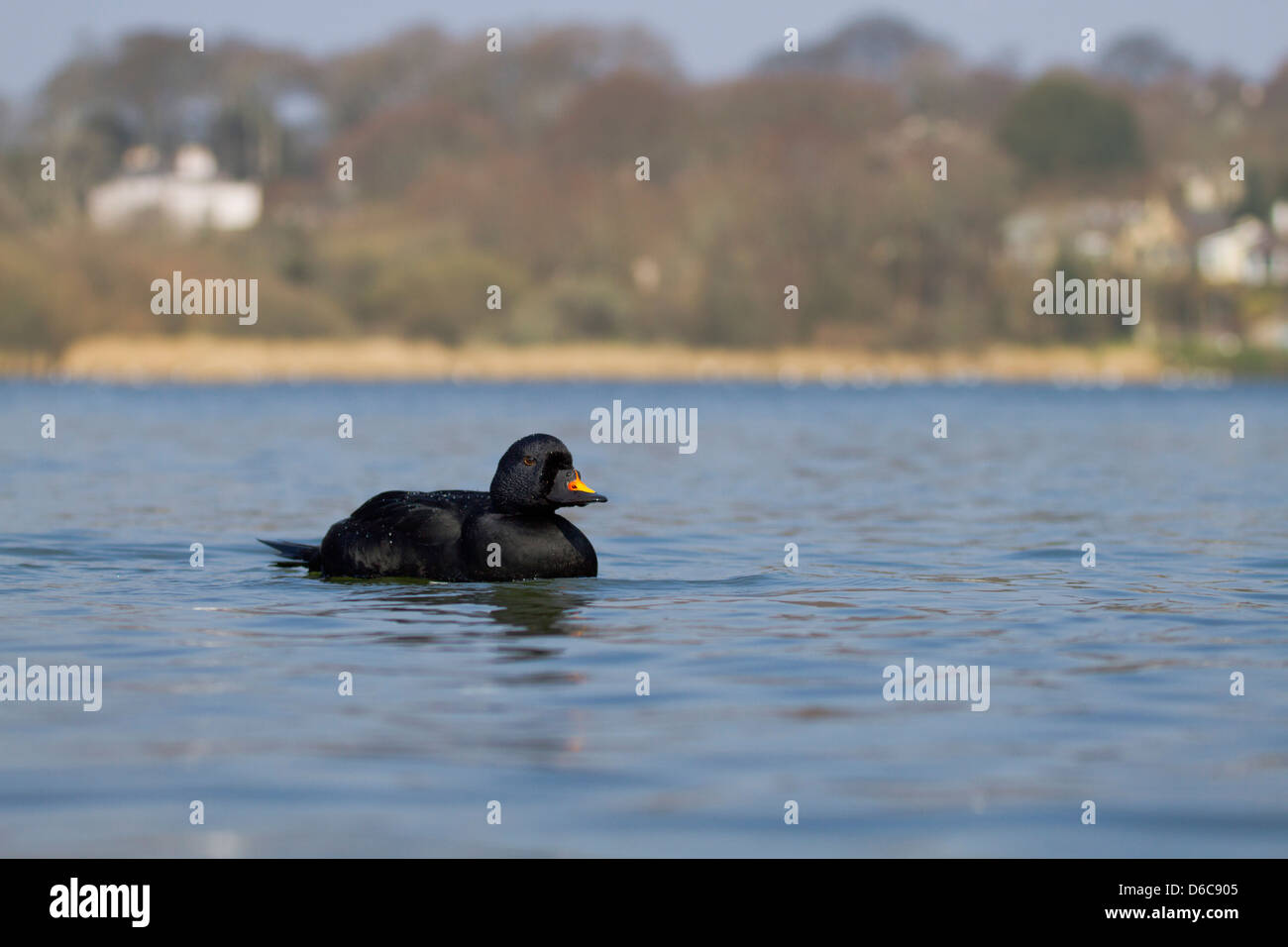 Common scoter hi-res stock photography and images - Alamy