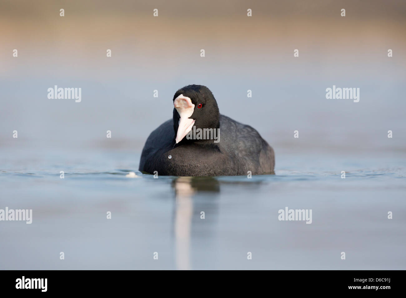 Coot feather hi-res stock photography and images - Alamy