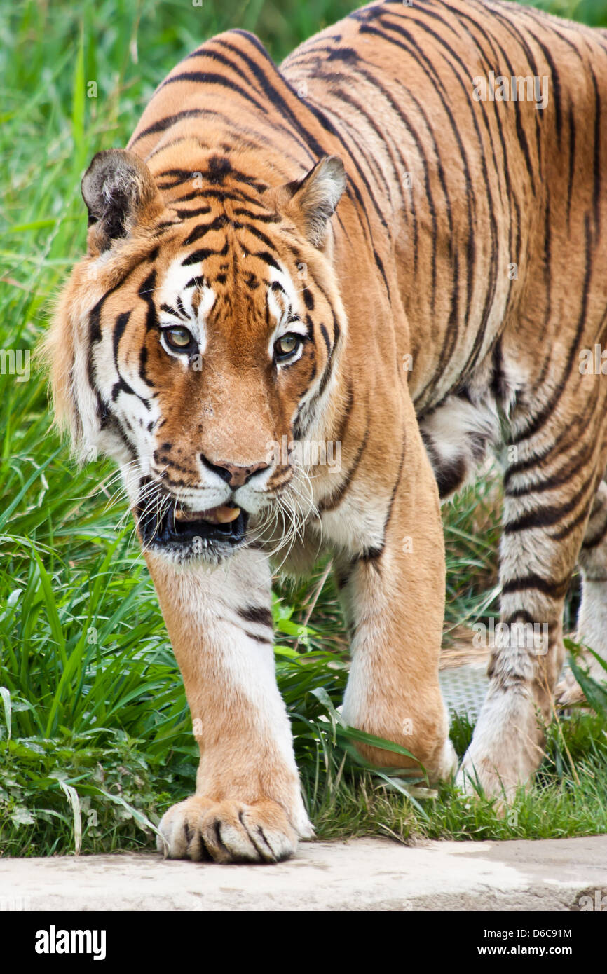 Danger: hungry tiger Stock Photo - Alamy