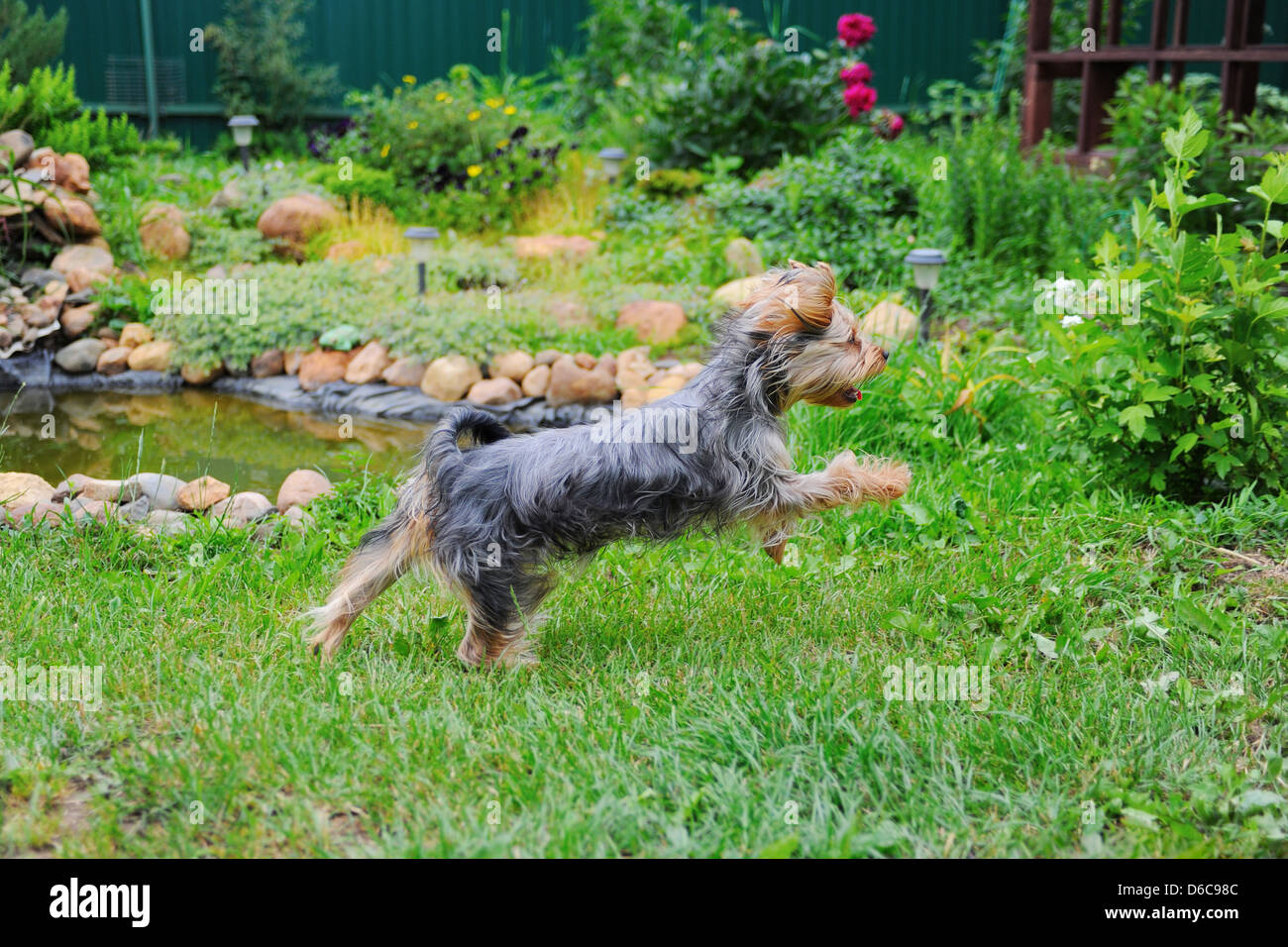 dog playing in the park Stock Photo - Alamy