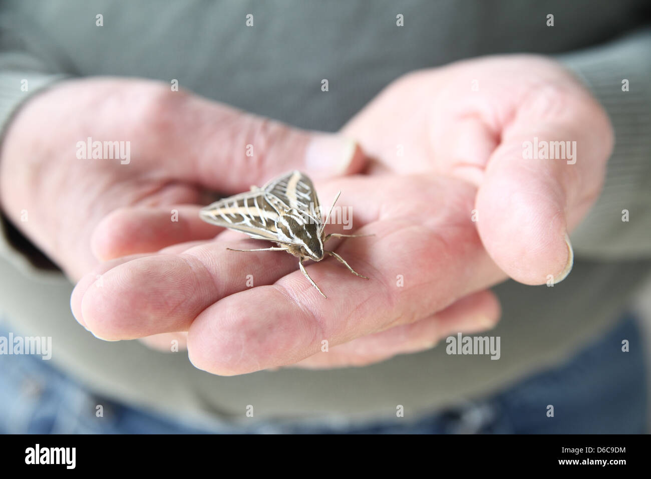white-lined sphinx moth on a man's fingers Stock Photo - Alamy