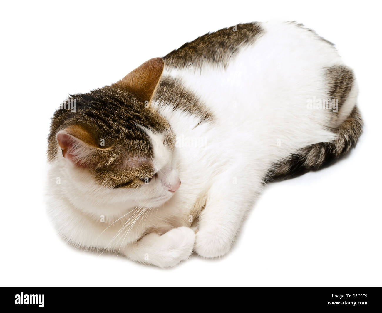 Sleep sleeping cat Cut Out Stock Images & Pictures - Alamy