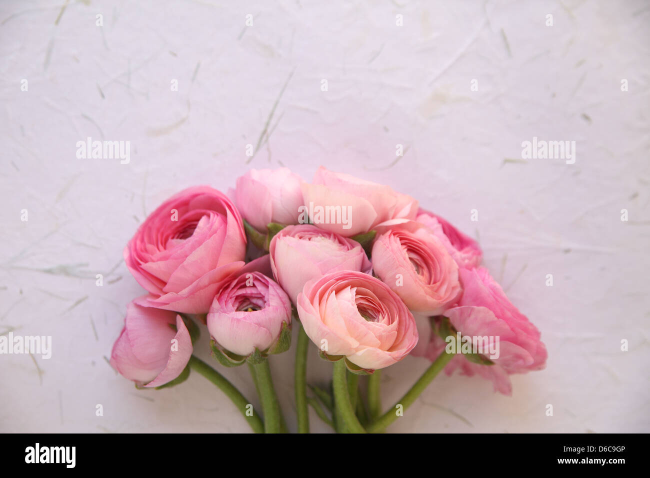 arrangement of fresh ranunculus flowers on a textured background with ...