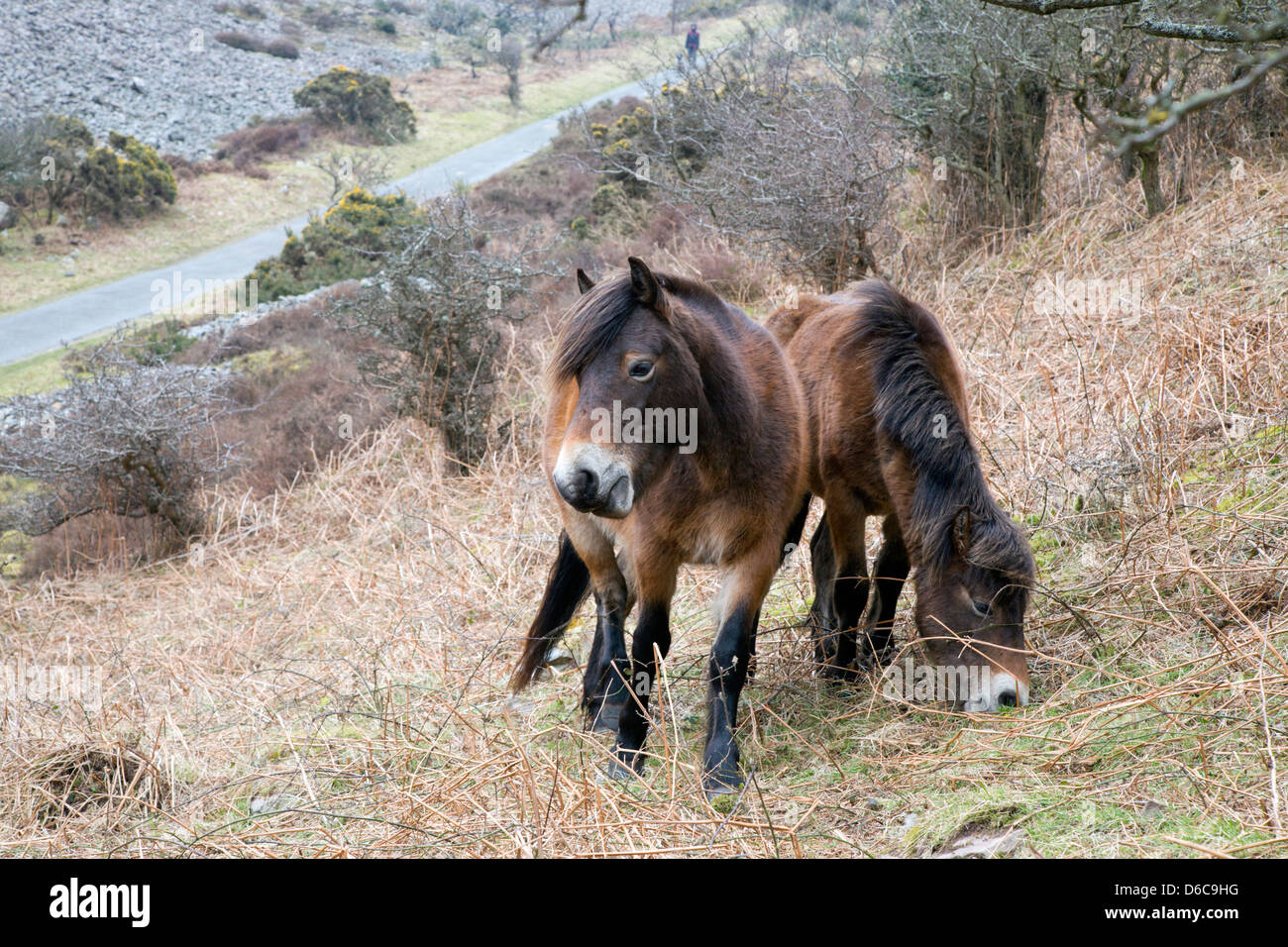 Exmoor Farming High Resolution Stock Photography and Images - Alamy