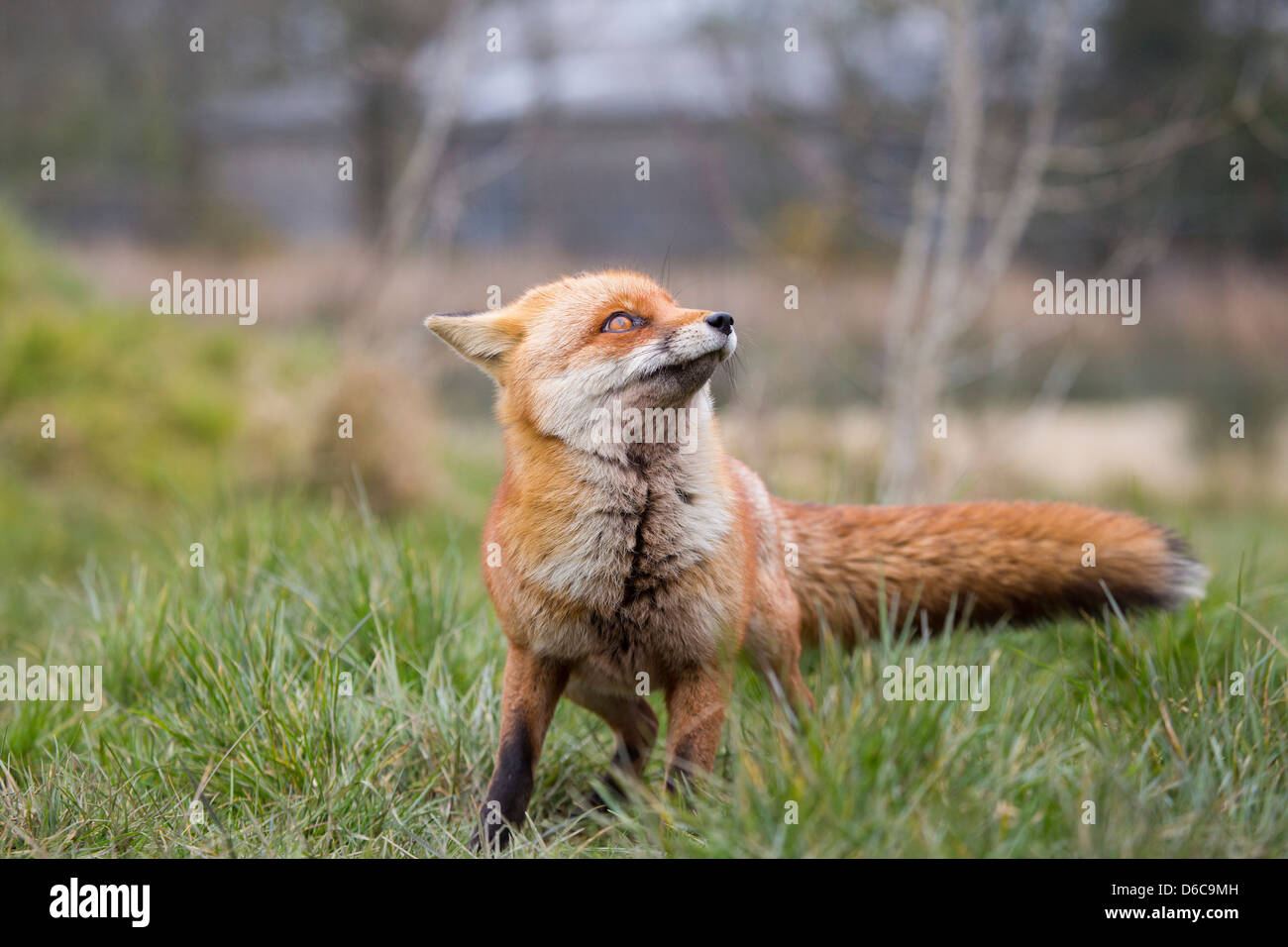 Fox watching hi-res stock photography and images - Alamy