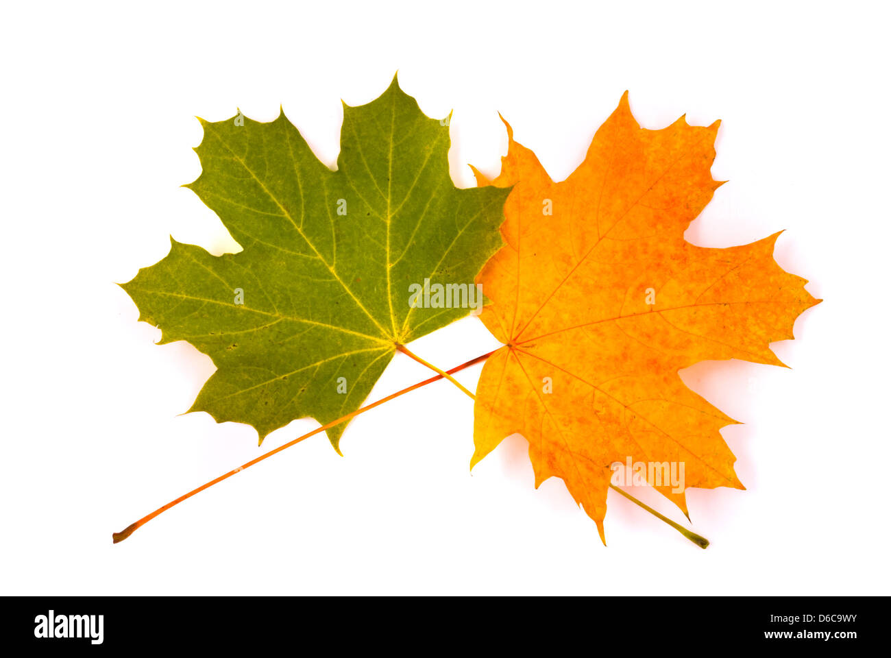Brown red maple leaves Cut Out Stock Images & Pictures - Alamy