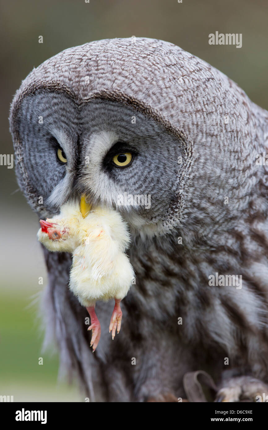 Strix nebulosa dead chick hi-res stock photography and images - Alamy