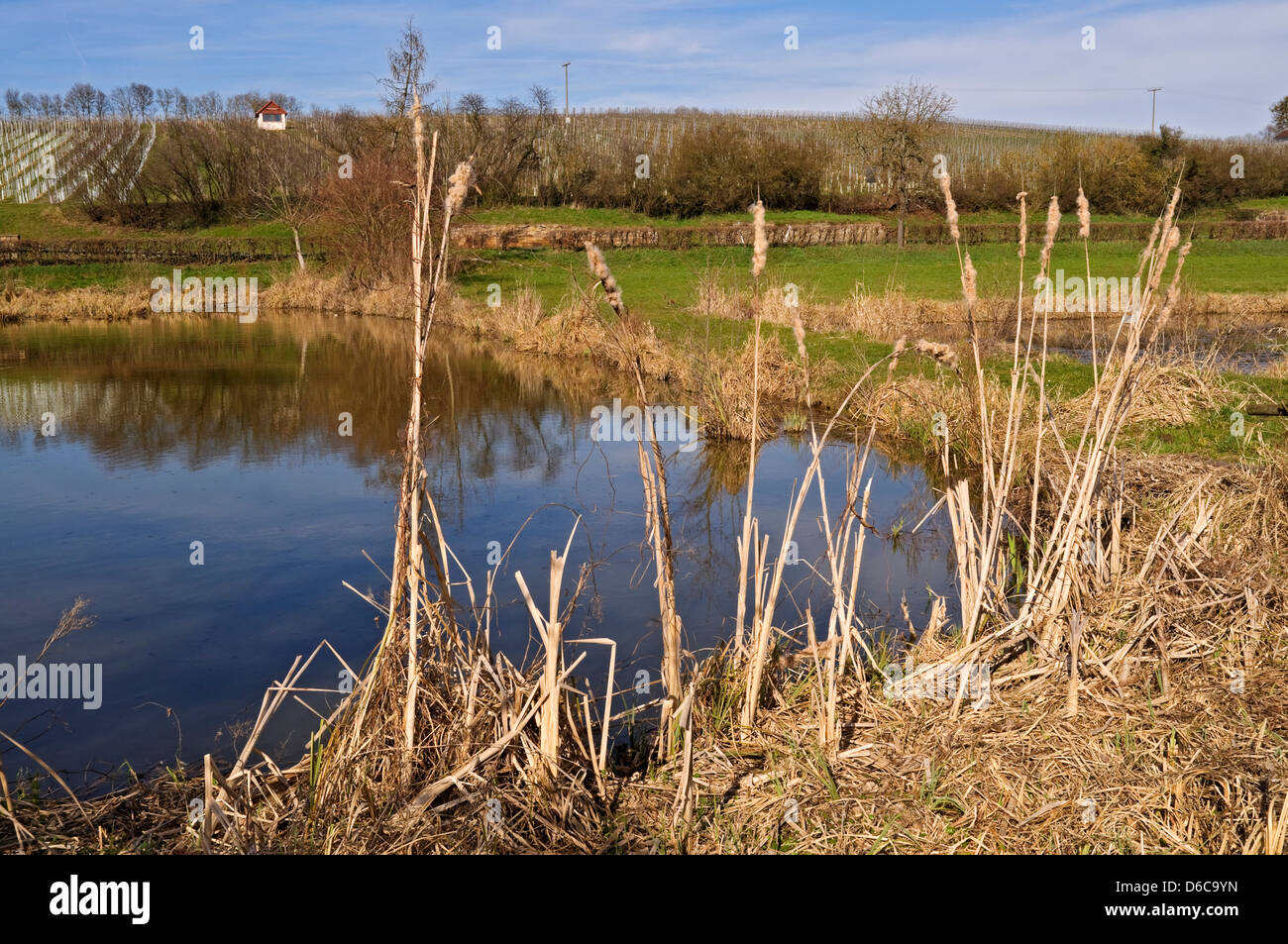 Pond and dry reeds with vineyards in the background, Franconia, Germany ...