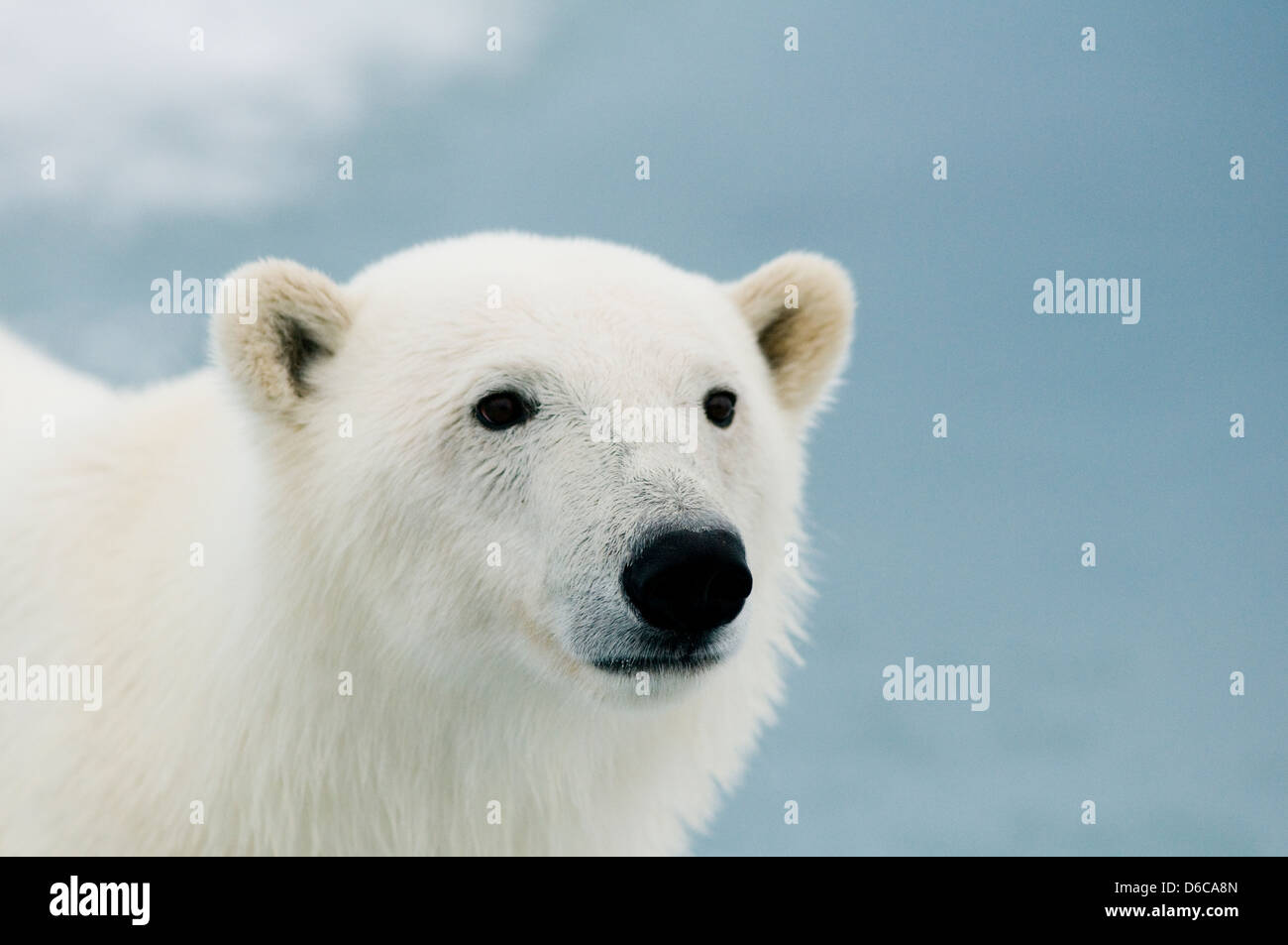 polar bear ursus maritimus bear white bear moves on fjord ice near a ...