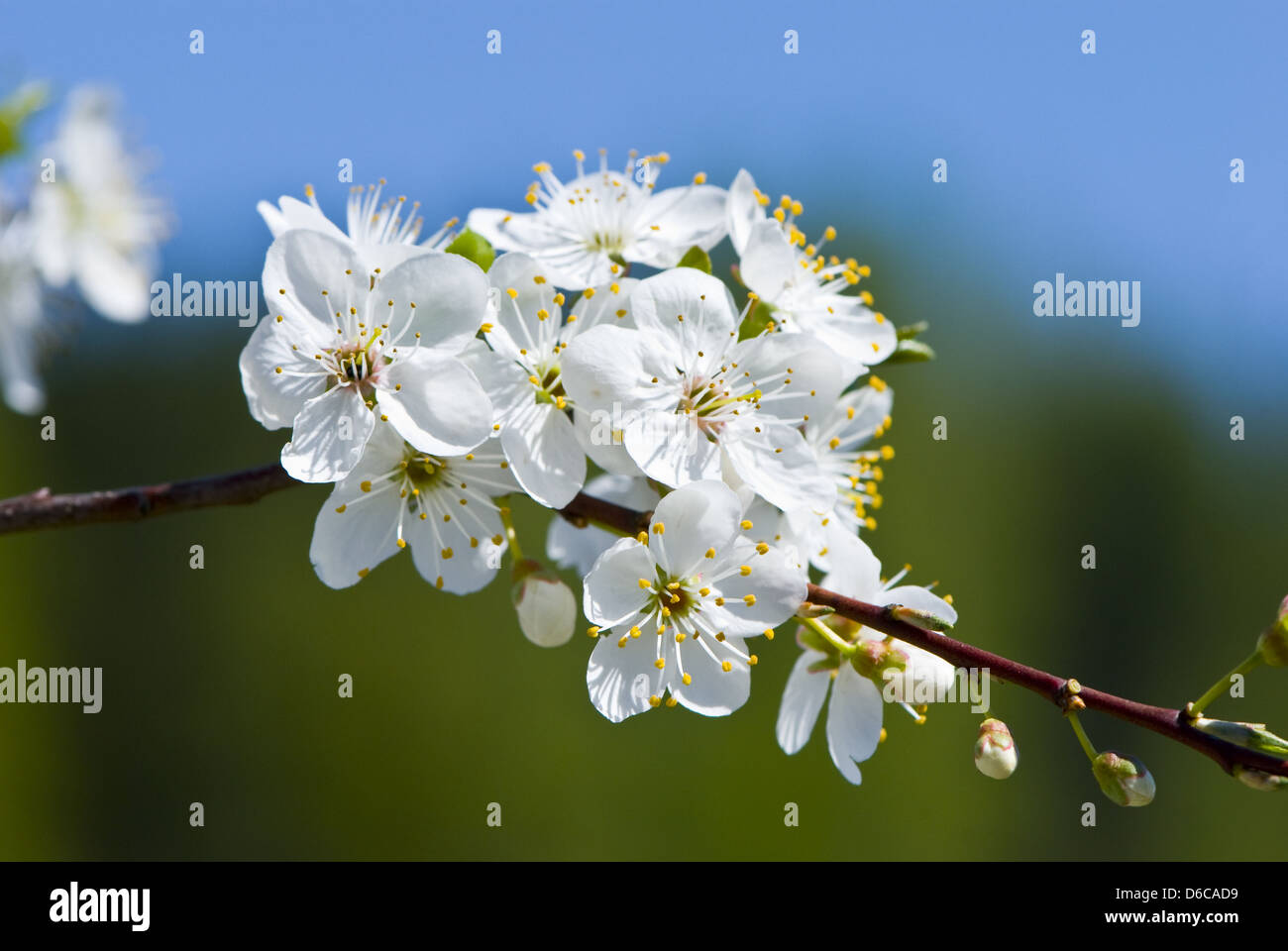 wonderful flowering tree Stock Photo - Alamy