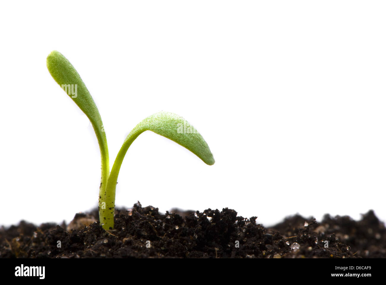 Healthy live plant hi-res stock photography and images - Alamy