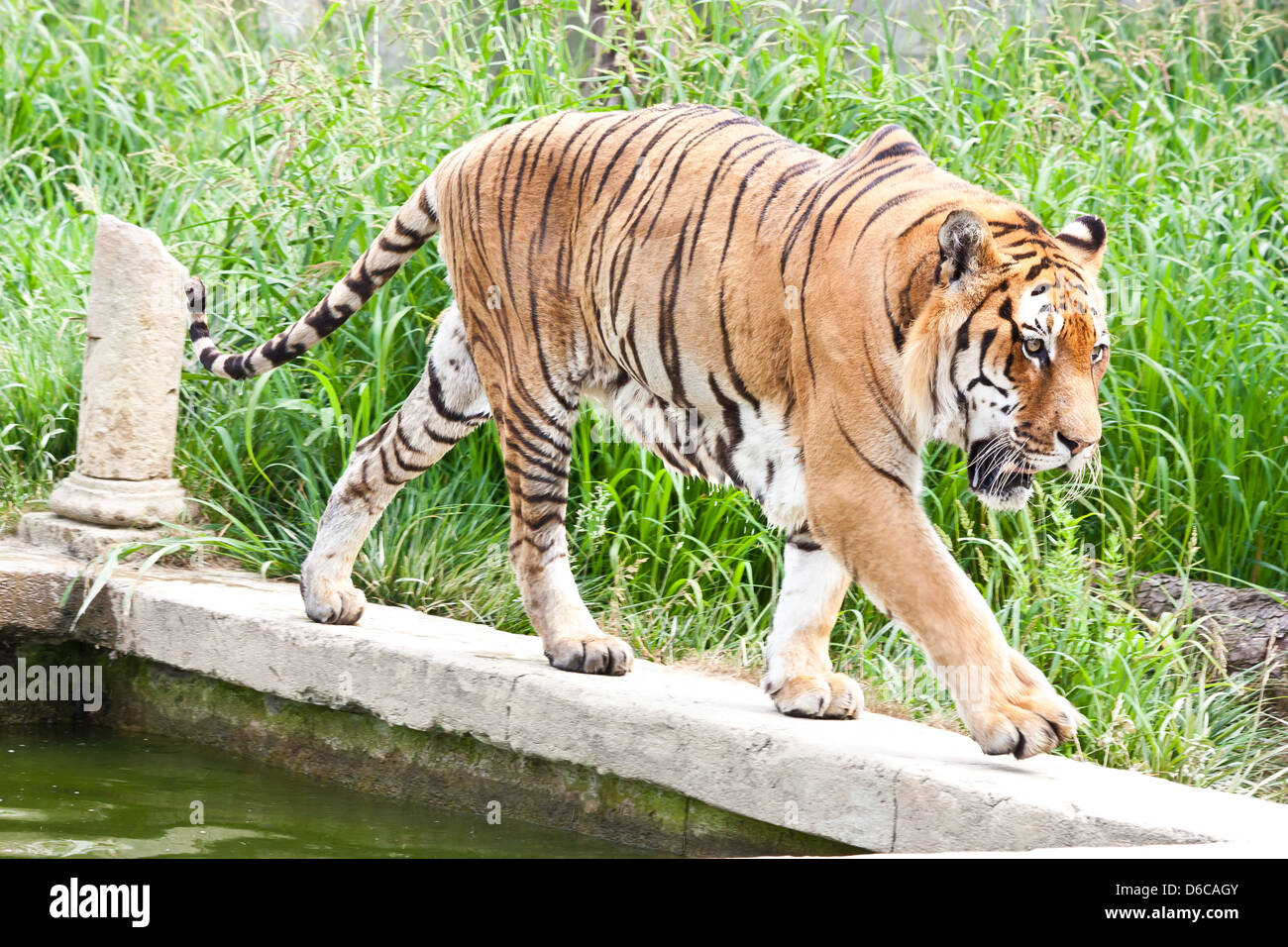 Hungry Tiger High Resolution Stock Photography and Images - Alamy