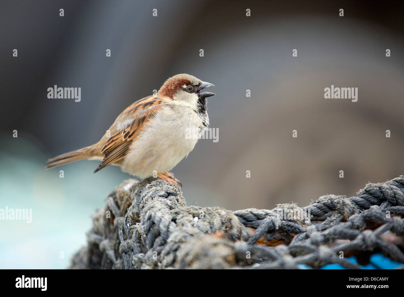 Male Fishing Uk High Resolution Stock Photography and Images - Alamy