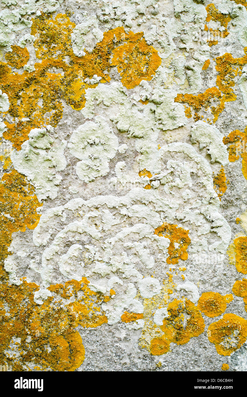 Lichen Growing On Stone Stock Photos & Lichen Growing On Stone Stock ...