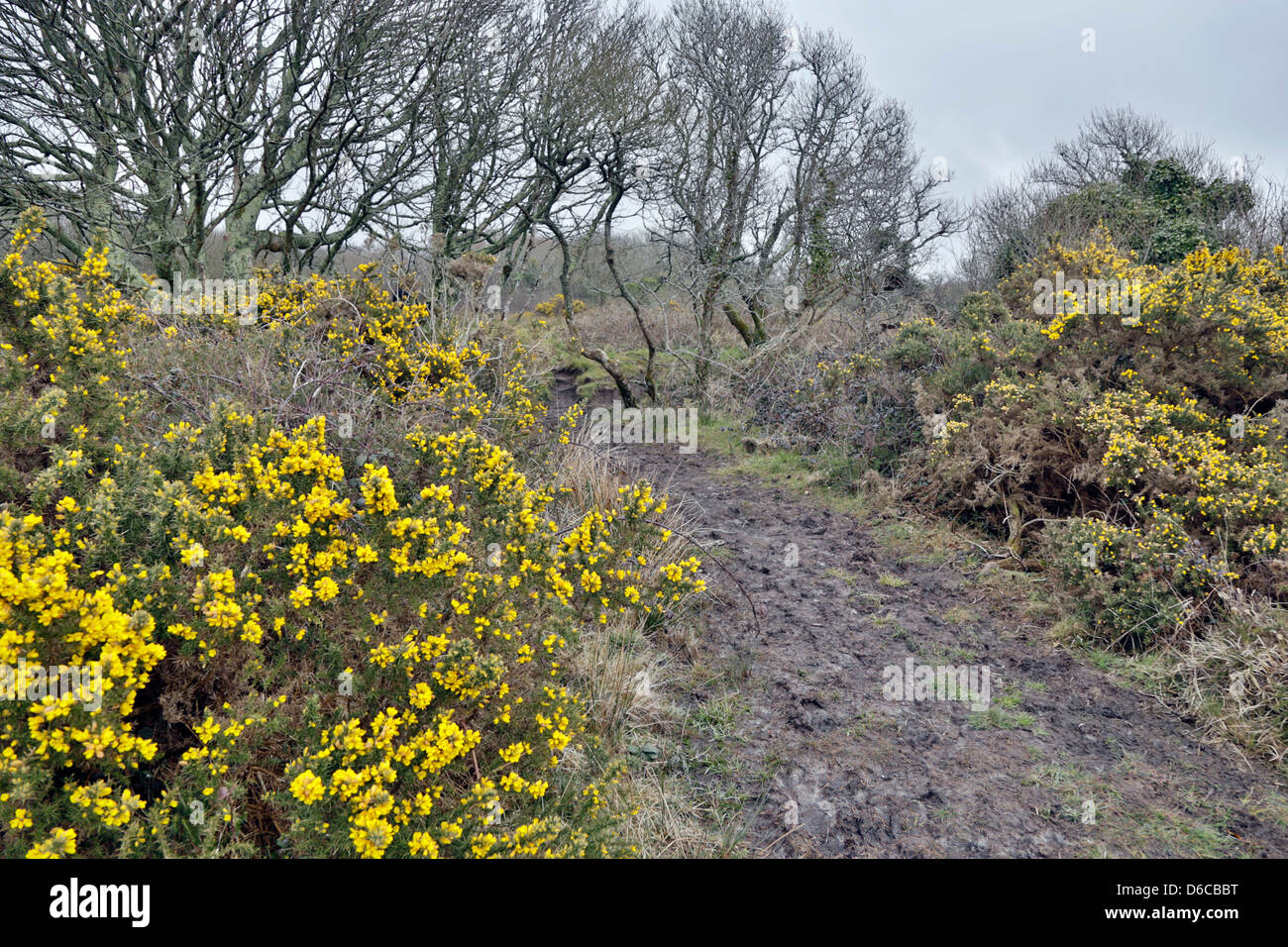 Croft Noweth; Goonhilly Downs; The Lizard; Cornwall; UK Stock Photo - Alamy