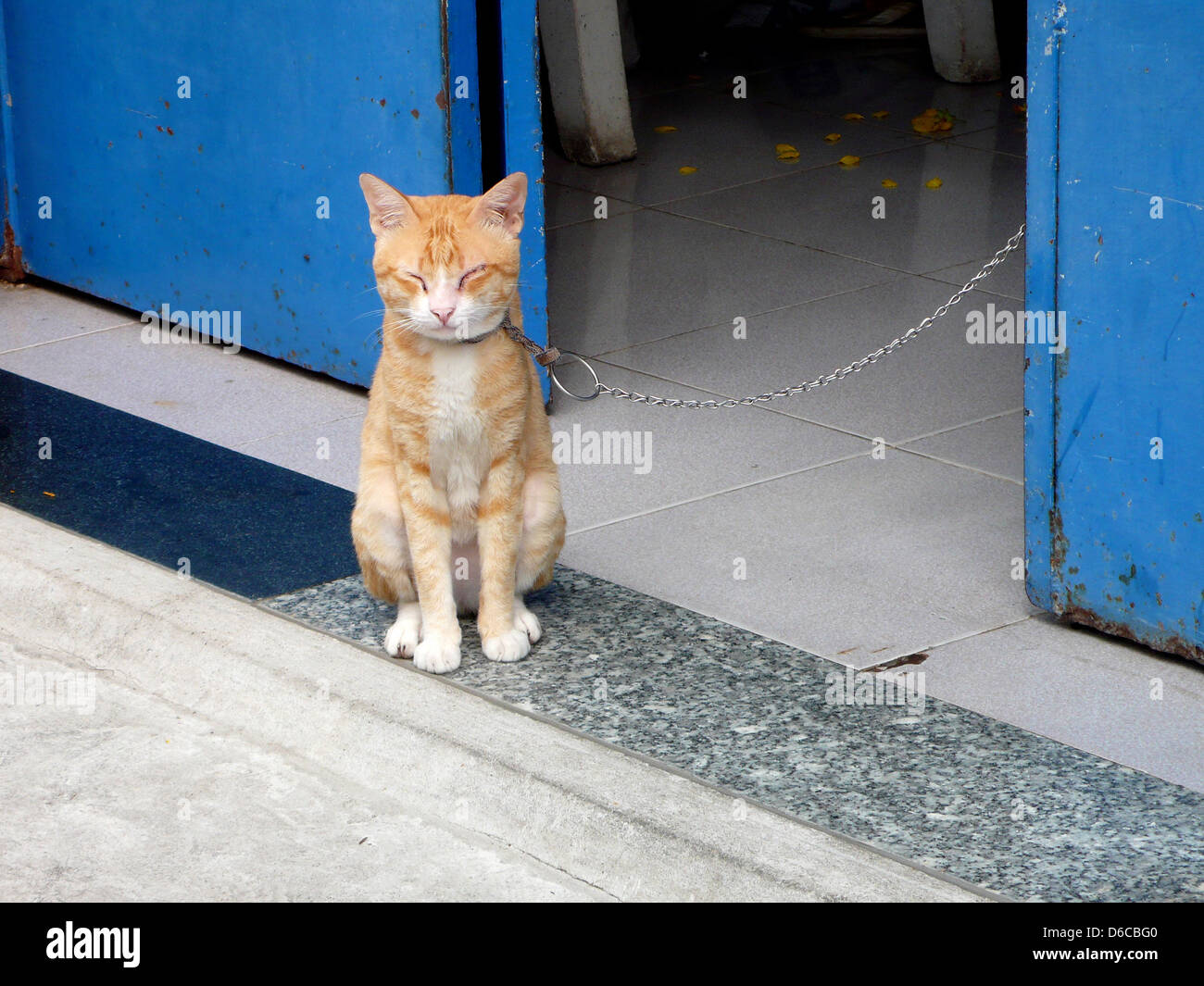Keeping a cat hi-res stock photography and images - Alamy