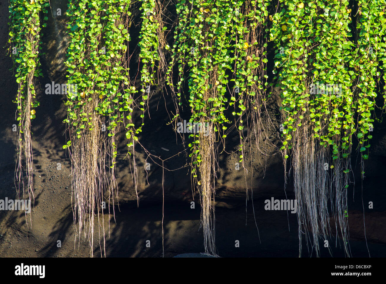 vegetation at the rock Stock Photo - Alamy