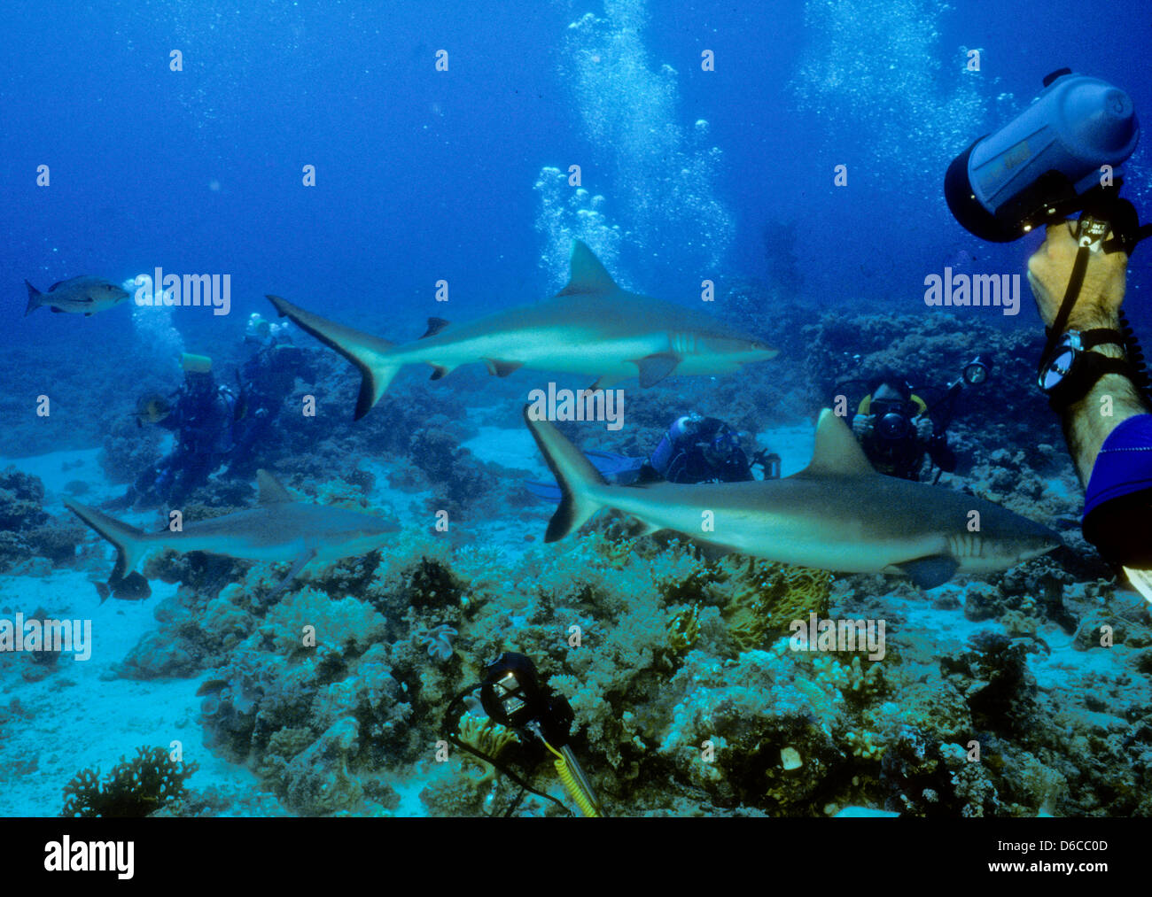 Grey Reef Sharks,Carcharhinus anblyrhynchos,Red Sea Dec 1986 Slide ...