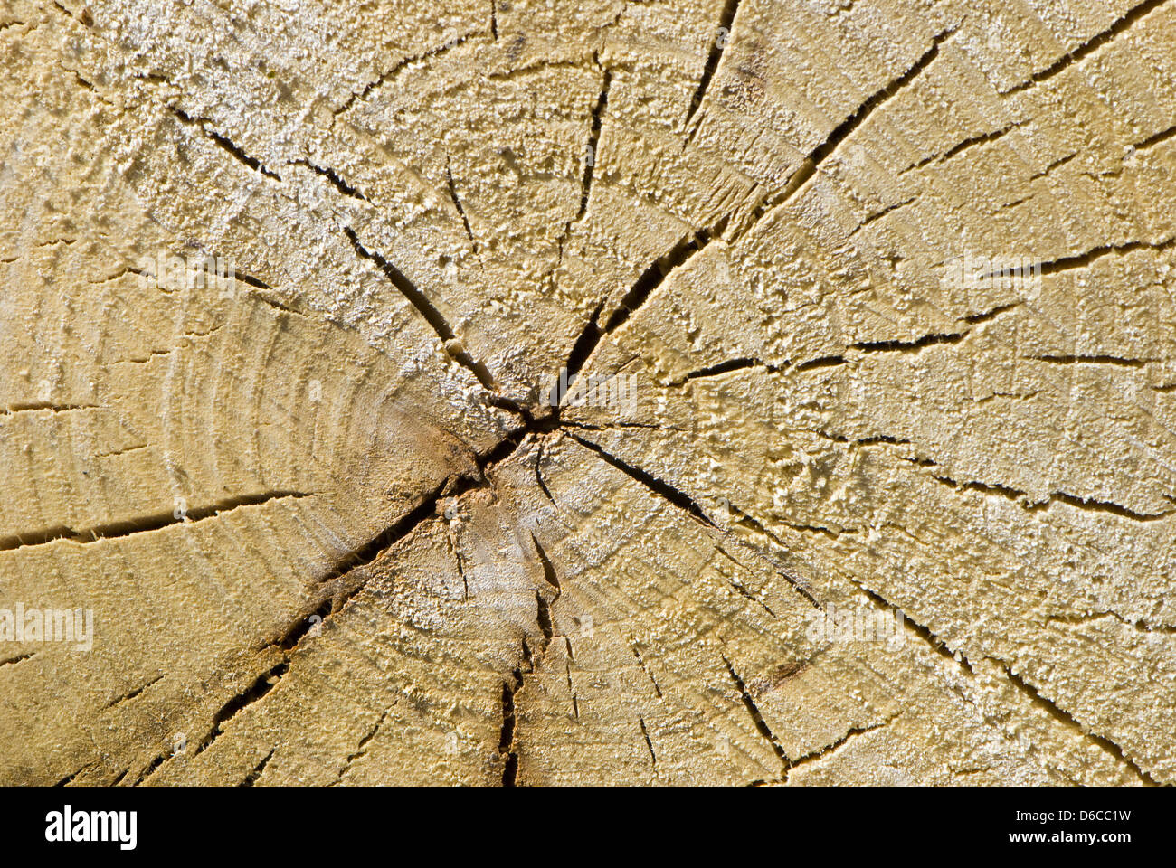 closeup old wooden cut texture Stock Photo - Alamy