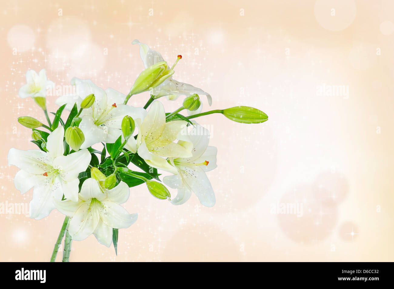 Beautiful white lily flowers Stock Photo - Alamy