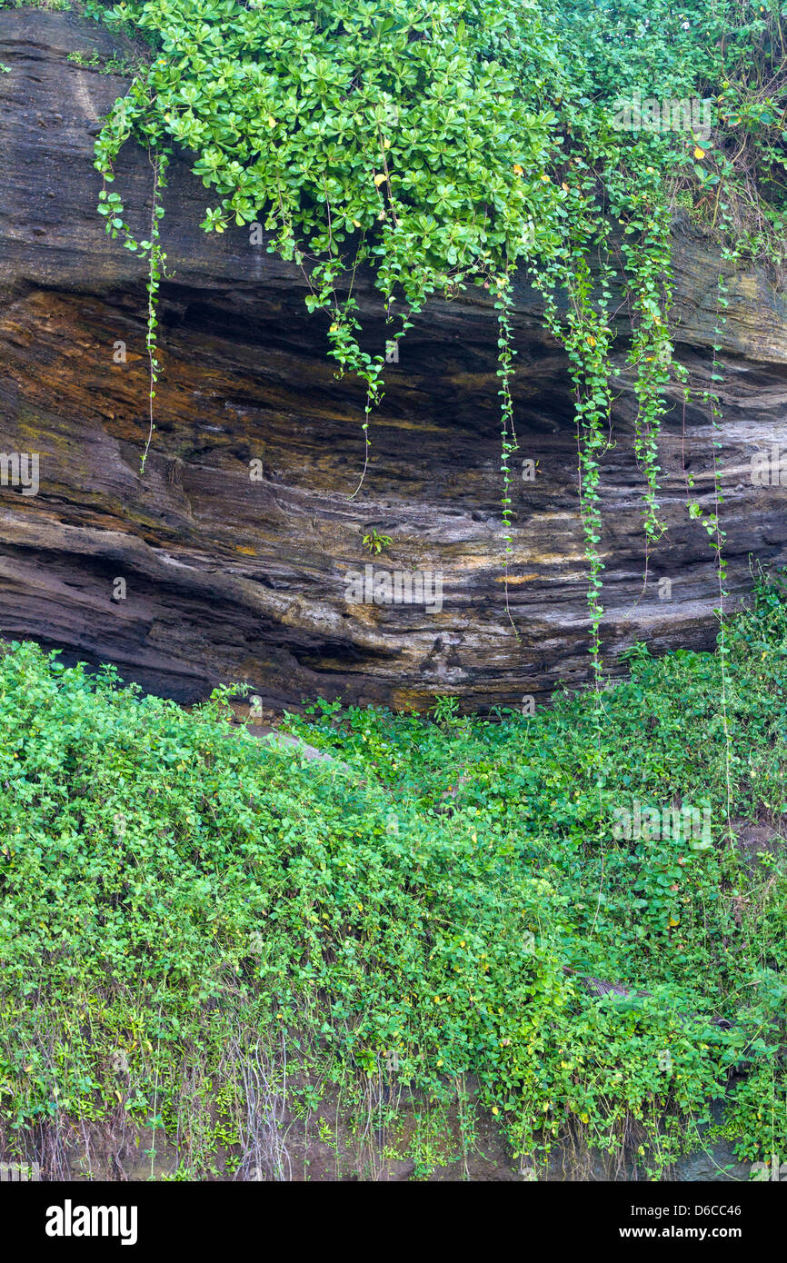 Rock vegetation plant hi-res stock photography and images - Alamy