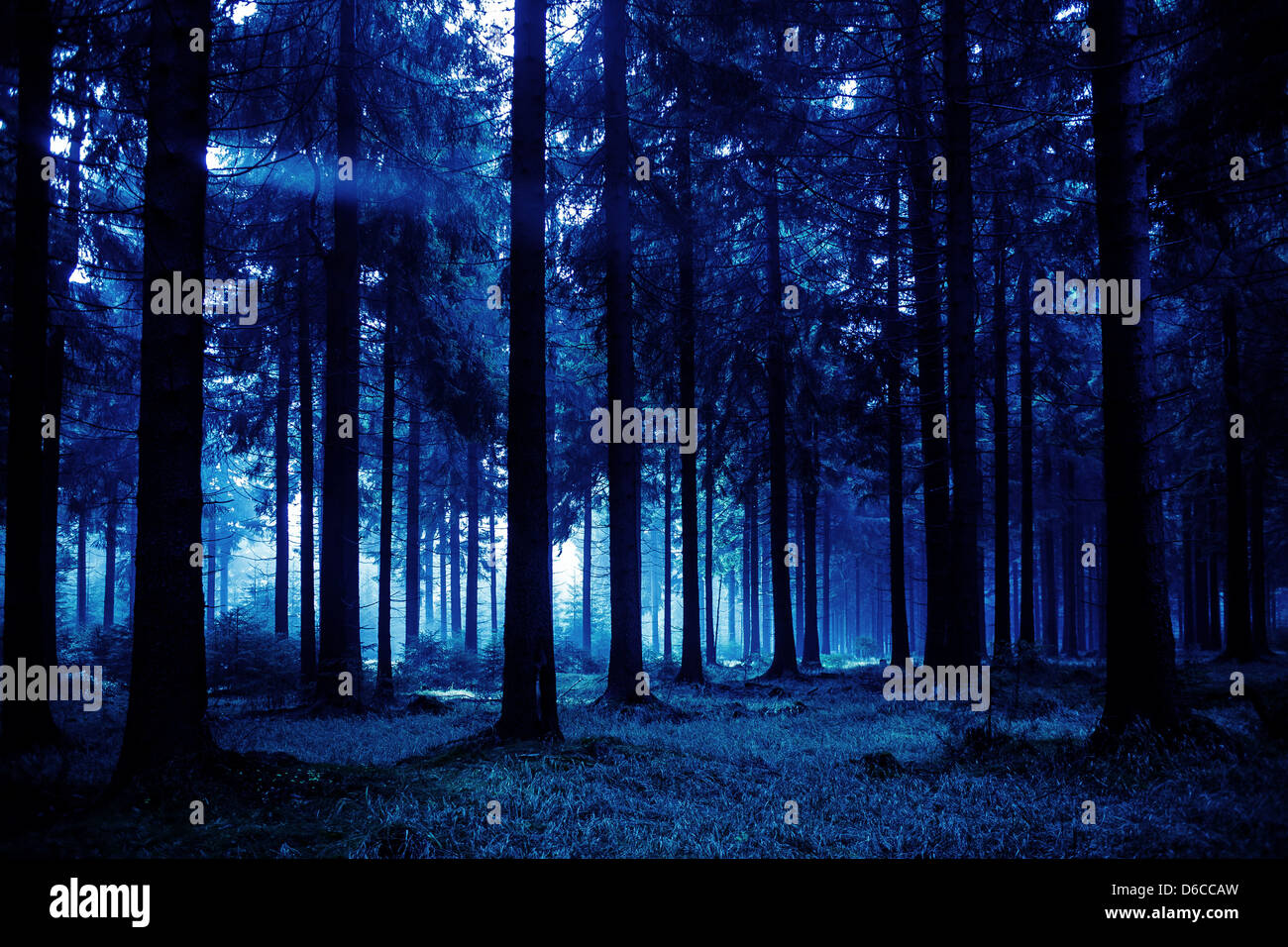 Night forest hi-res stock photography and images - Alamy