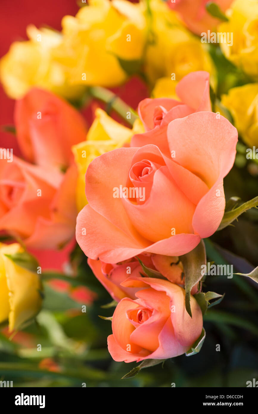 bunch of roses Stock Photo - Alamy