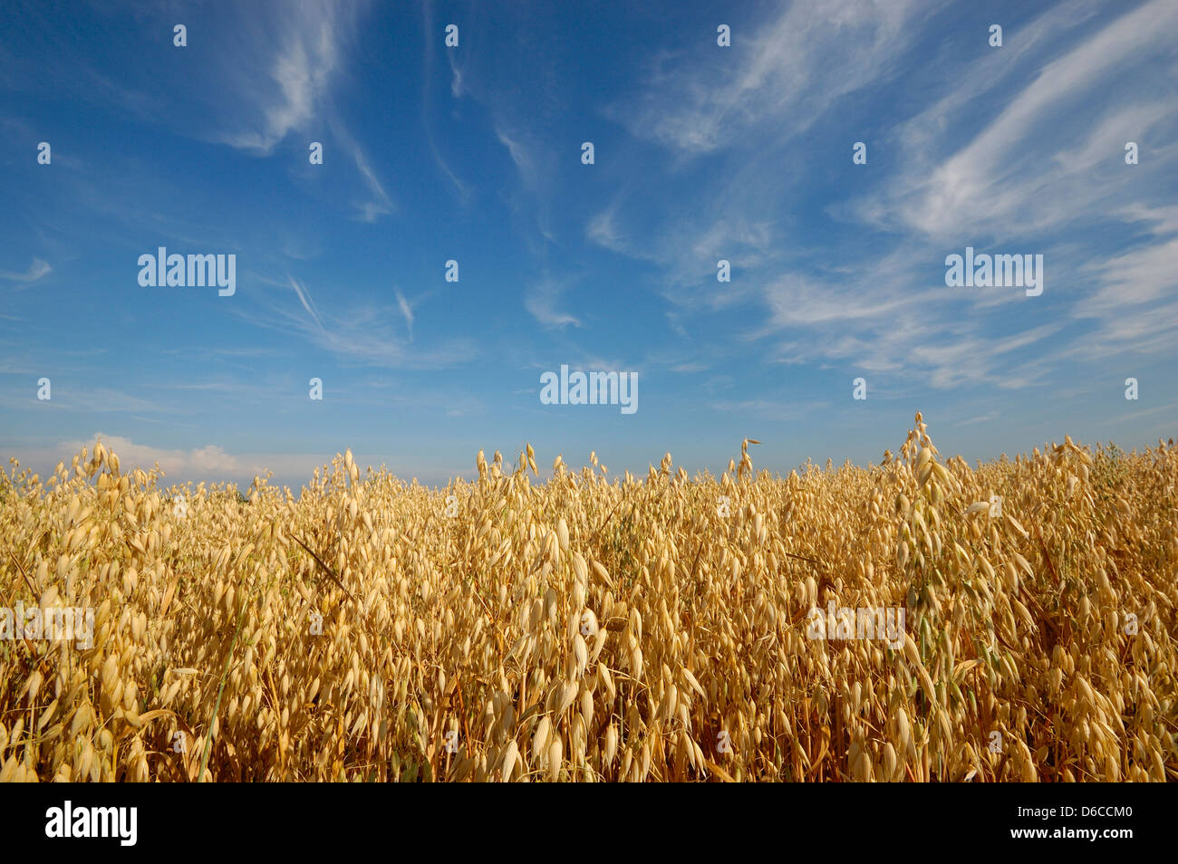 Field of oats hi-res stock photography and images - Alamy