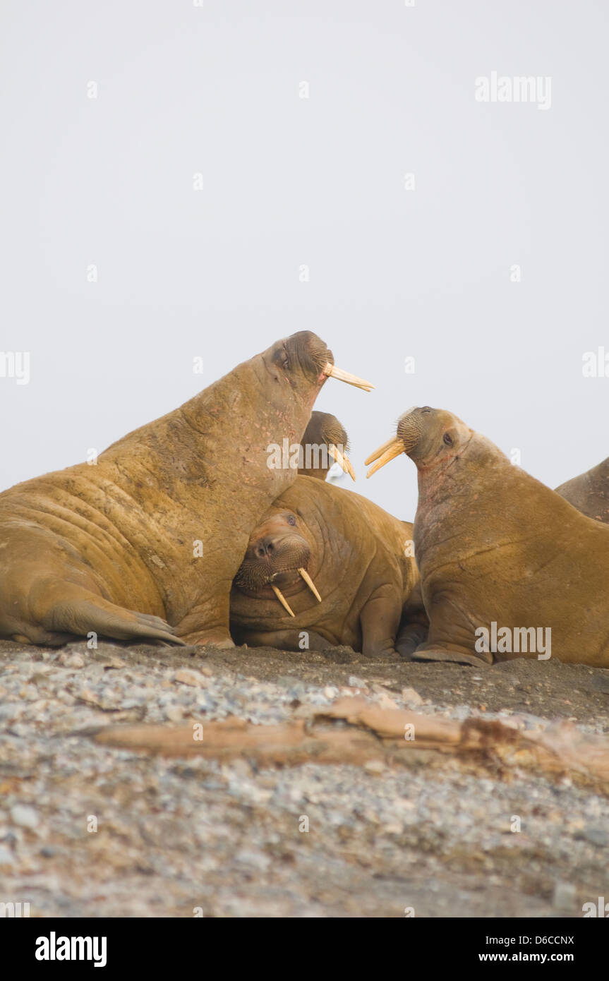 Spit out sand hi-res stock photography and images - Alamy